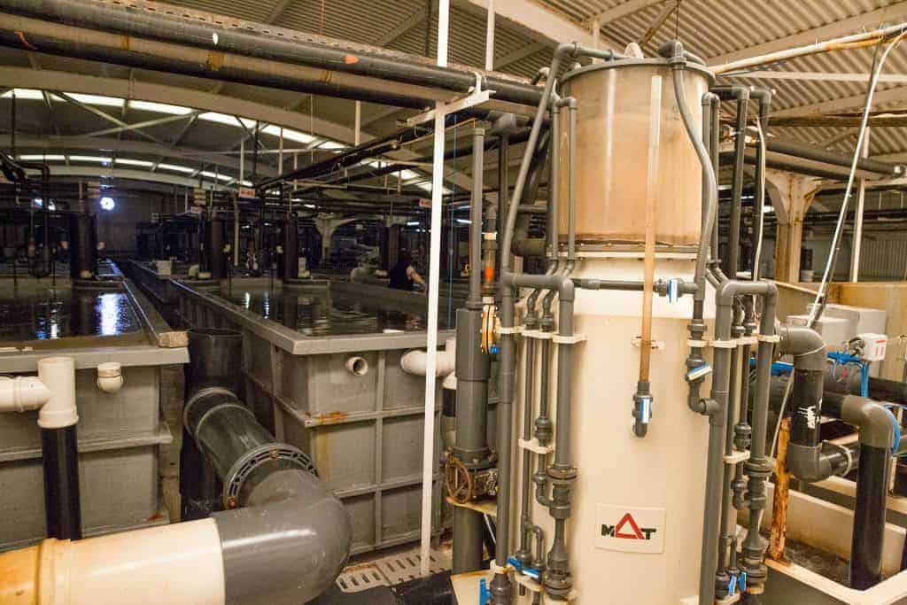 Hatchery, Grow Out facility, RAS & Operations | Akvatek
