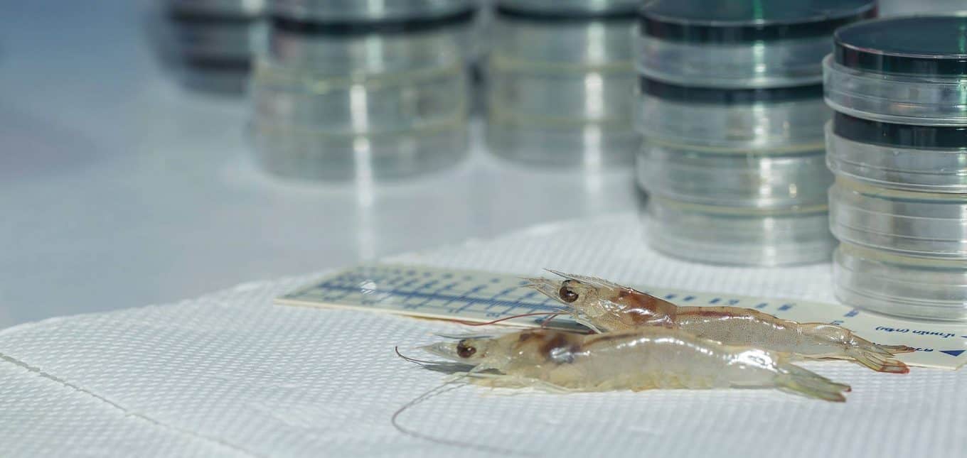 Aquaculture Filtration Systems Manufacturer & Contractor | MAT-KULING