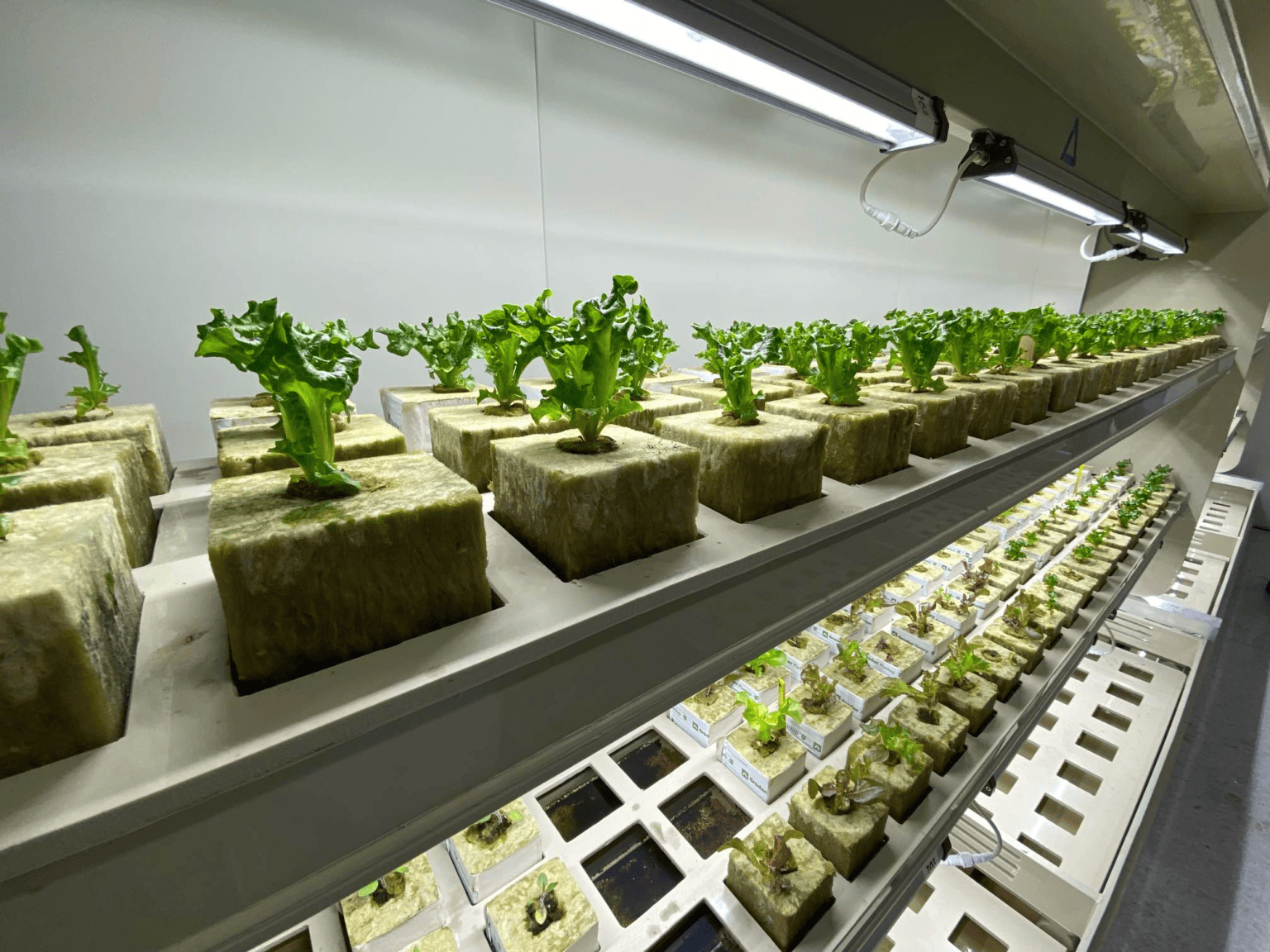USAGE Project by NIVA (Aquaponics) | MAT-KULING